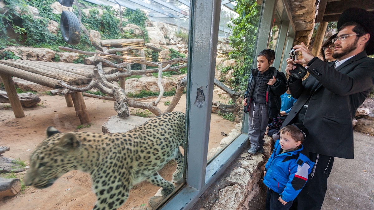 Jerusalem Zoo Struggles to Remain Common Ground for Israelis ...