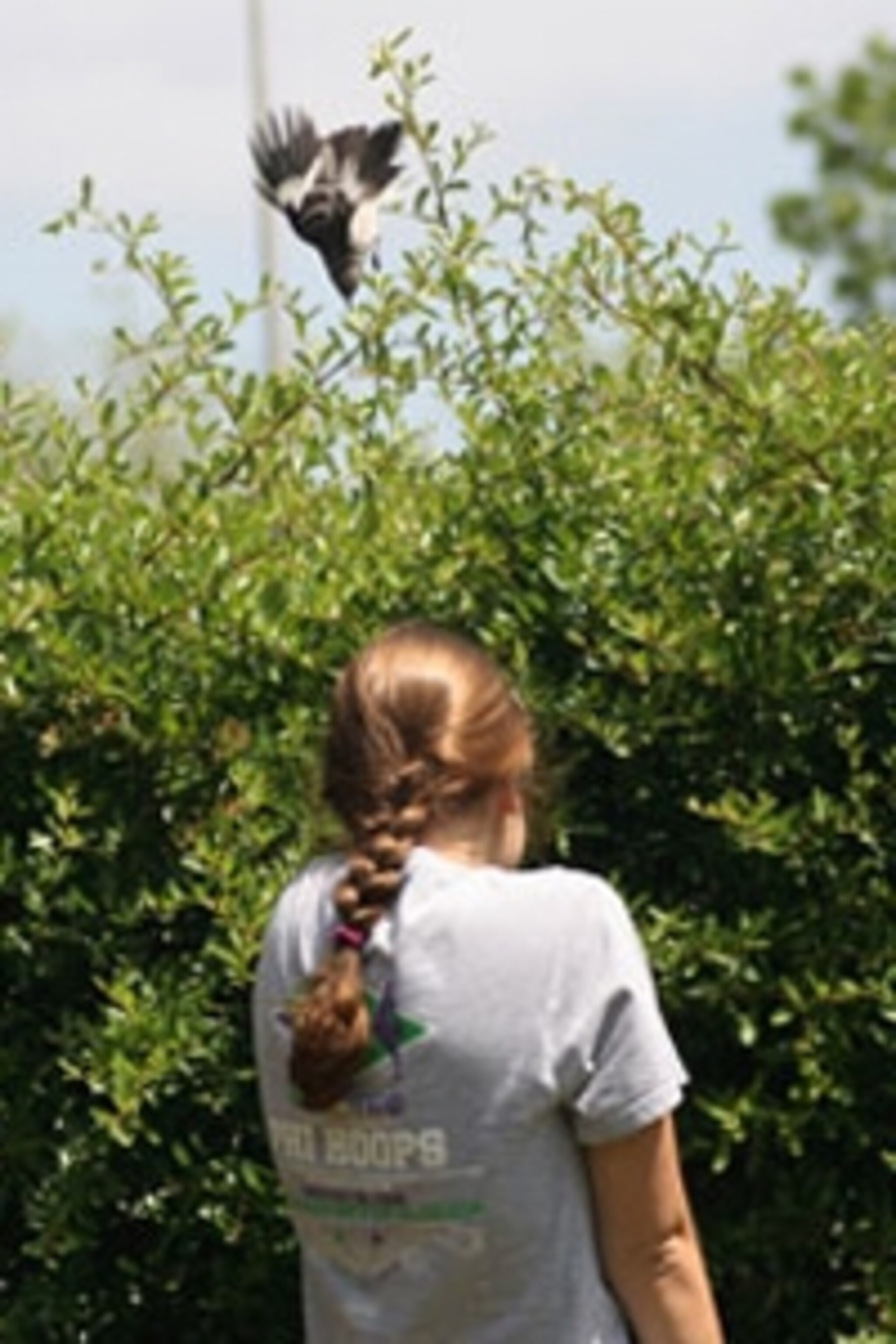 City mockingbirds can tell the difference between individual people