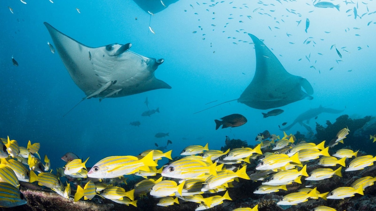 The gentle giants of Hanifaru Bay, Maldives | National Geographic