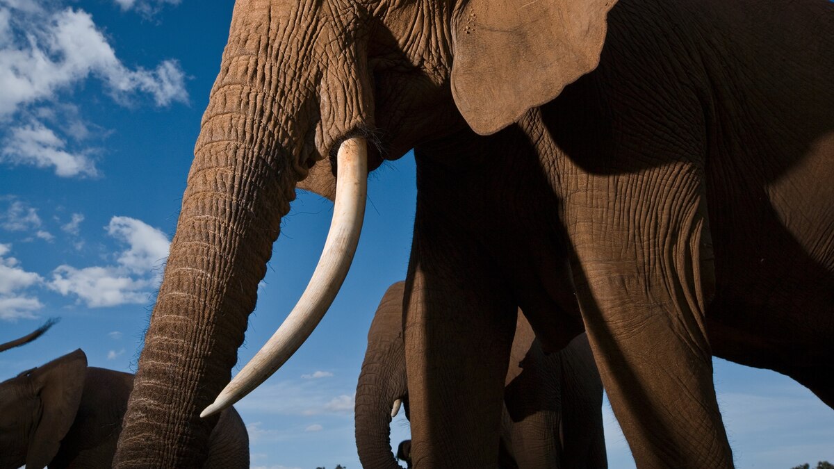 Pictures: World Elephant Day | National Geographic