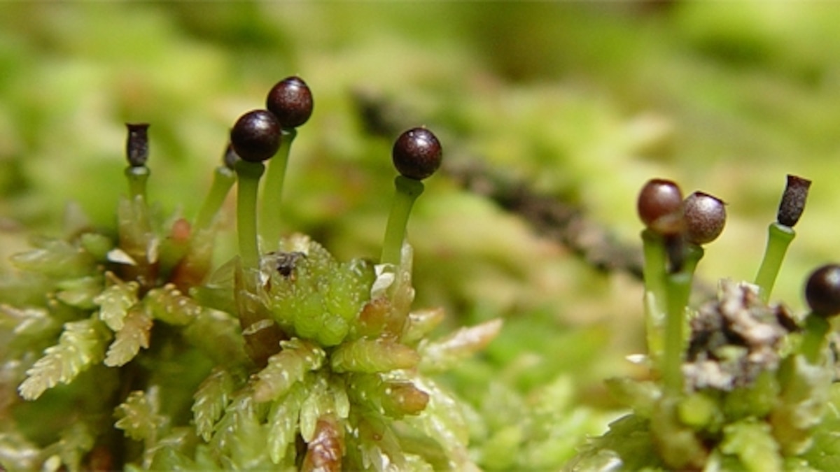 Mosses use explosive cannons and mushroom clouds to spread their spores ...
