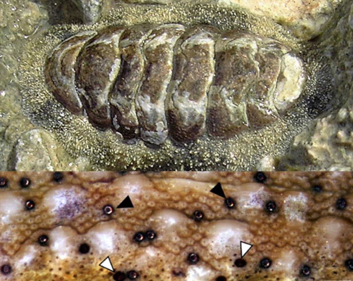 Chitons see with eyes made of rock