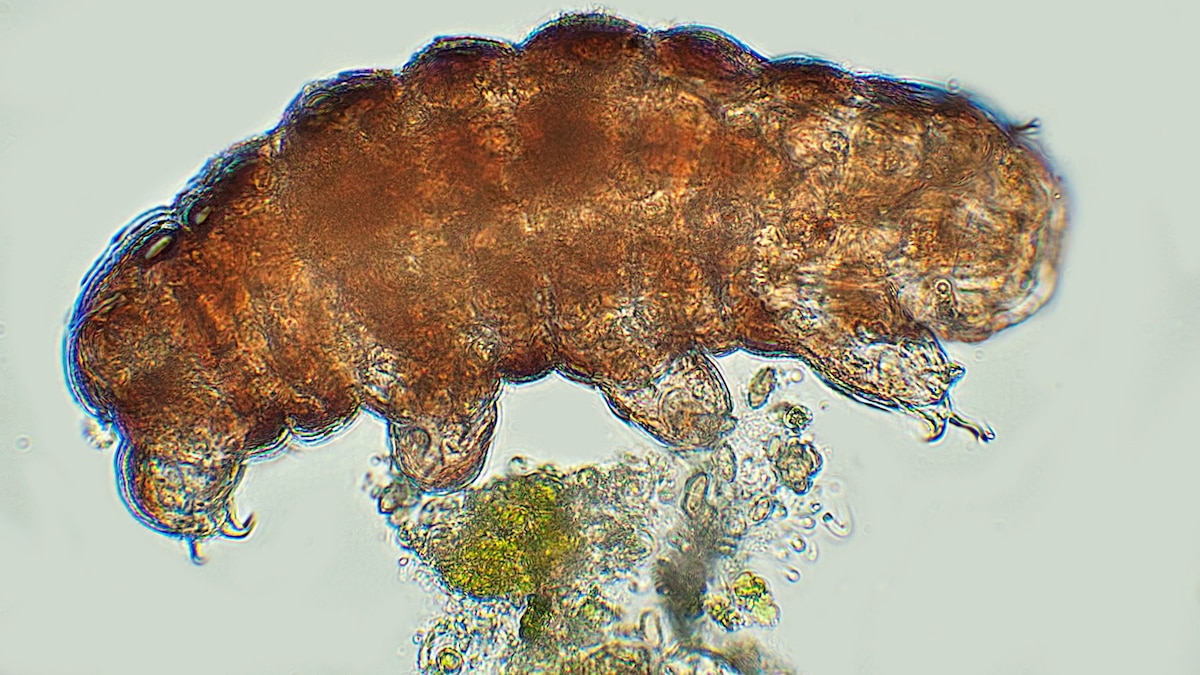 What the World's Toughest Animal Is Really Made Of | National Geographic