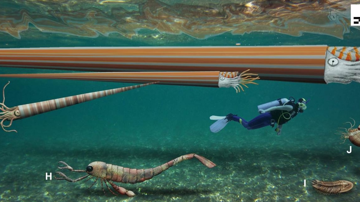 Spineless Giants Track Oceanic Revolutions | National Geographic