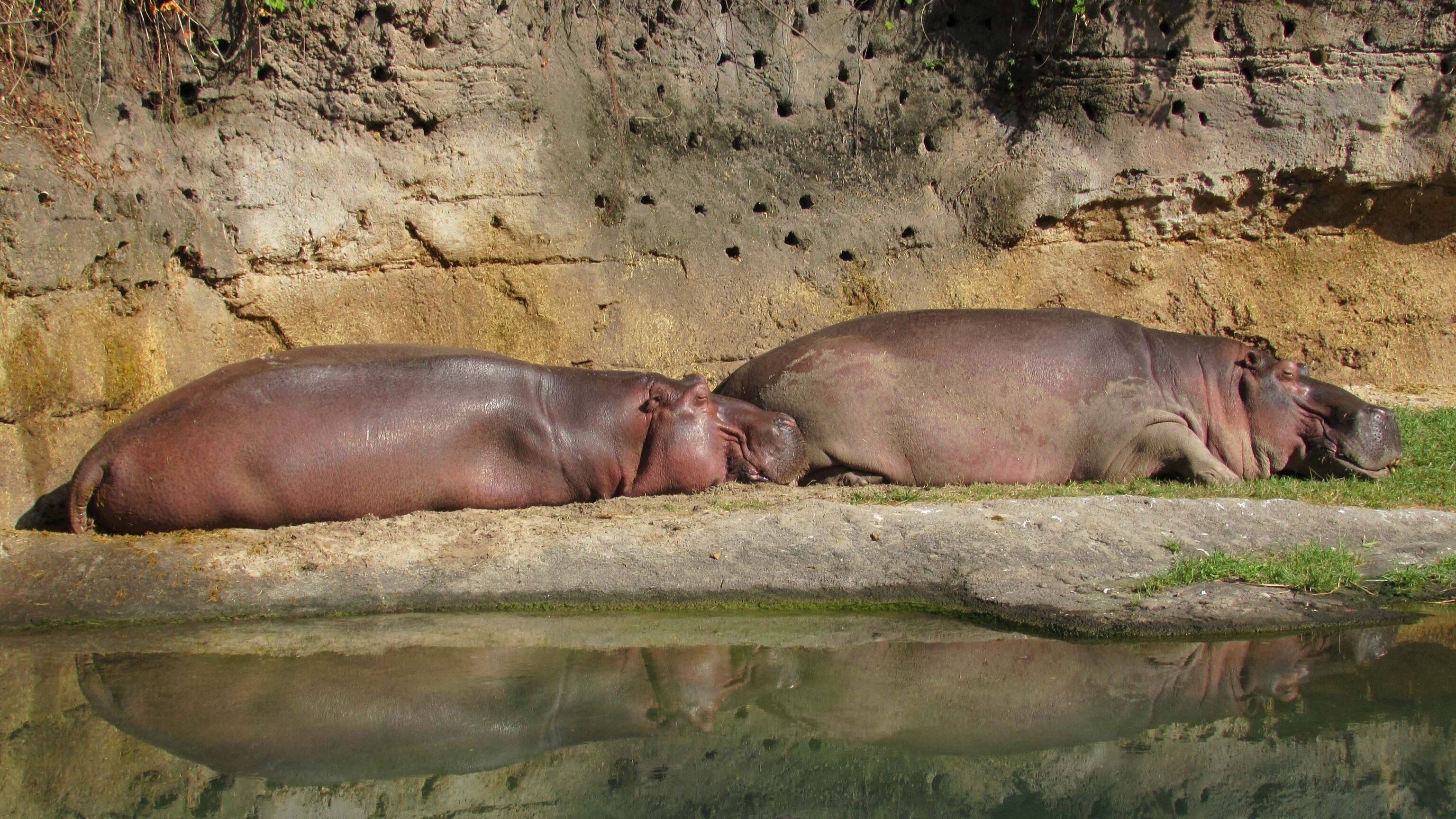 Delightful Pictures Show How Animals Enjoy Sunbathing