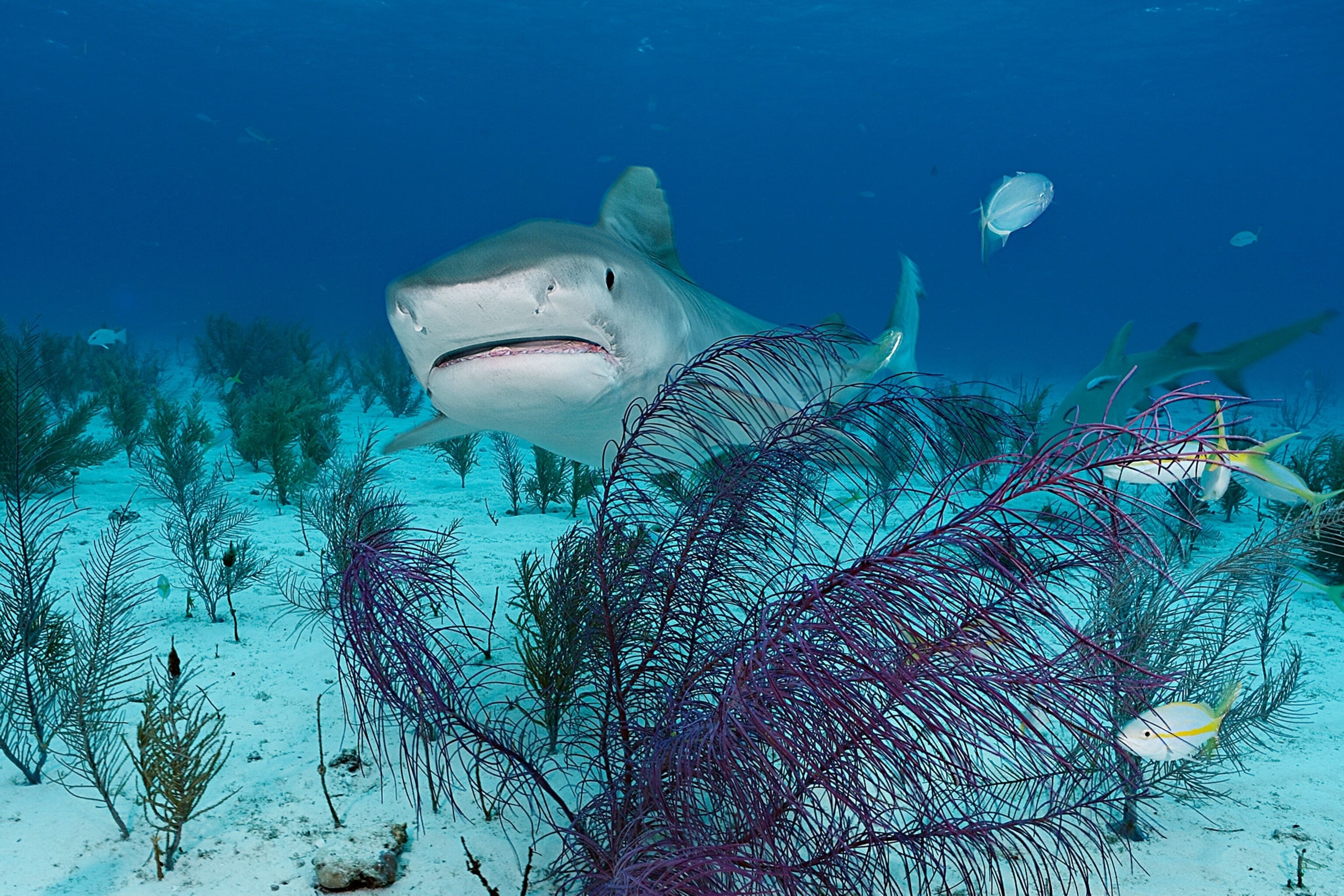 Through a Photographer's Lens, Sharks Get a Makeover