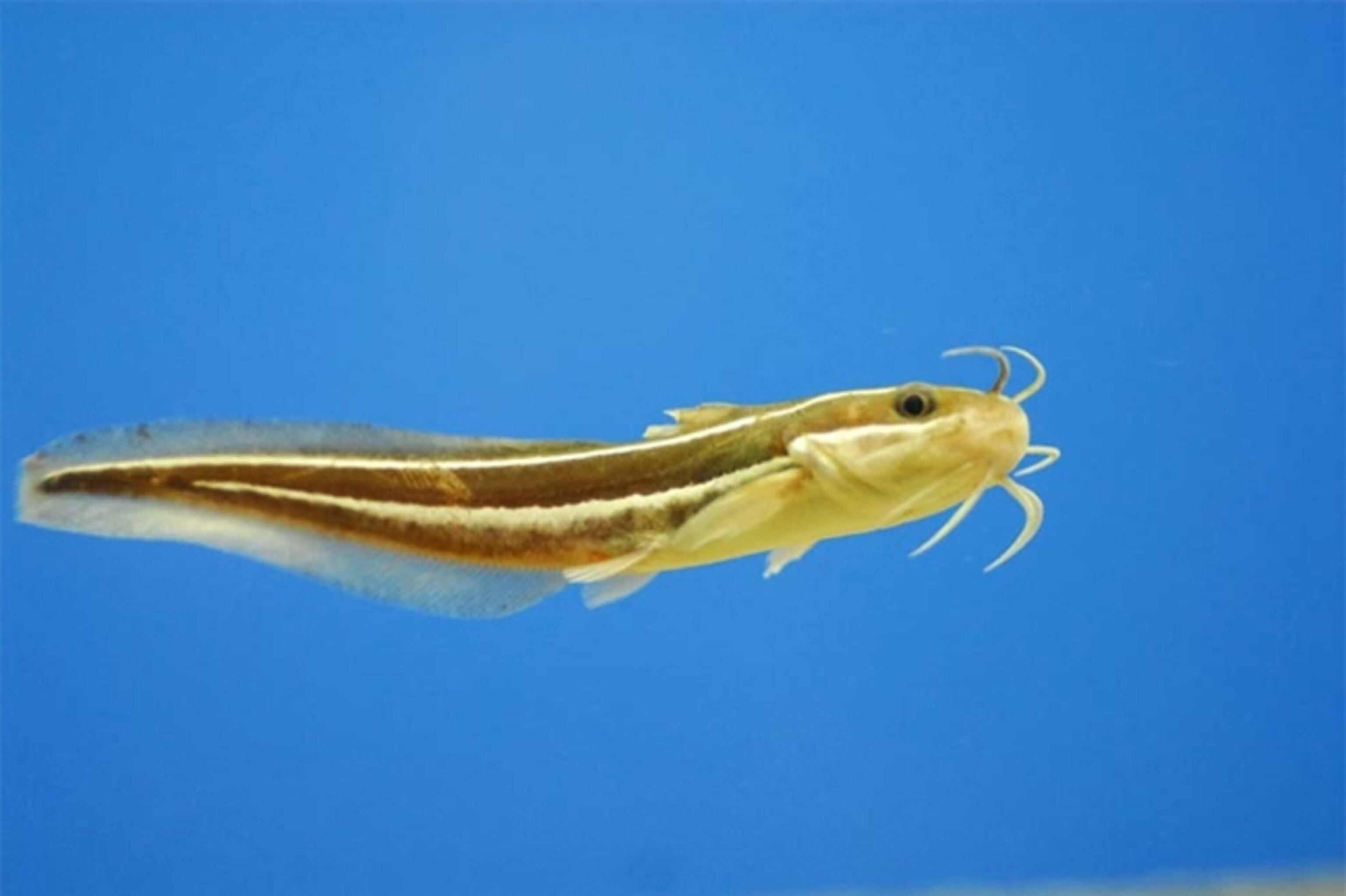 The Only Way To Hide From A Sea Catfish Is To Stop Breathing