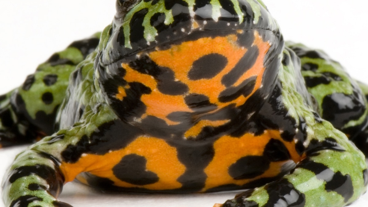 Oriental Fire-Bellied Toad | National Geographic | National Geographic