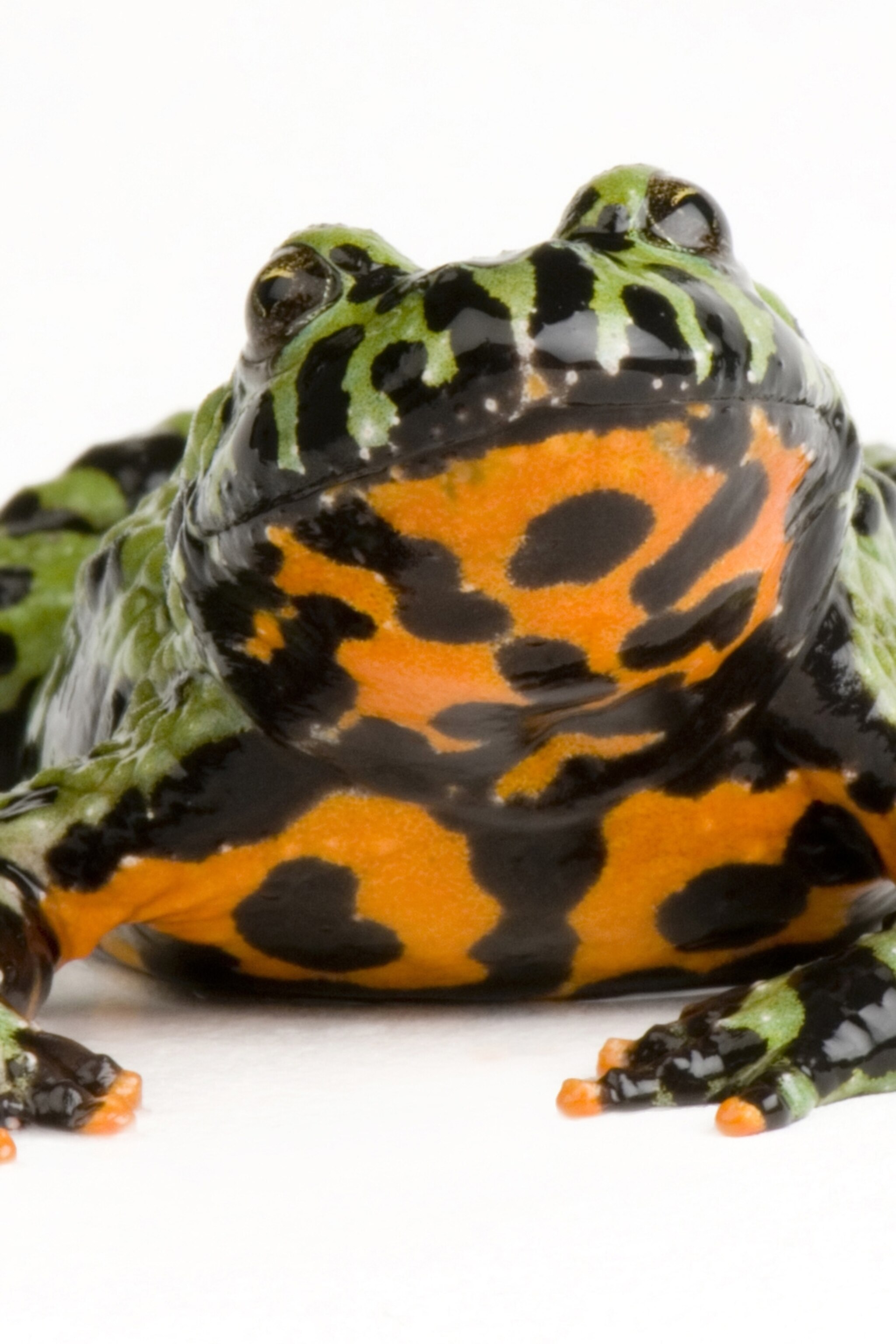 Chinese People Eating Frogs