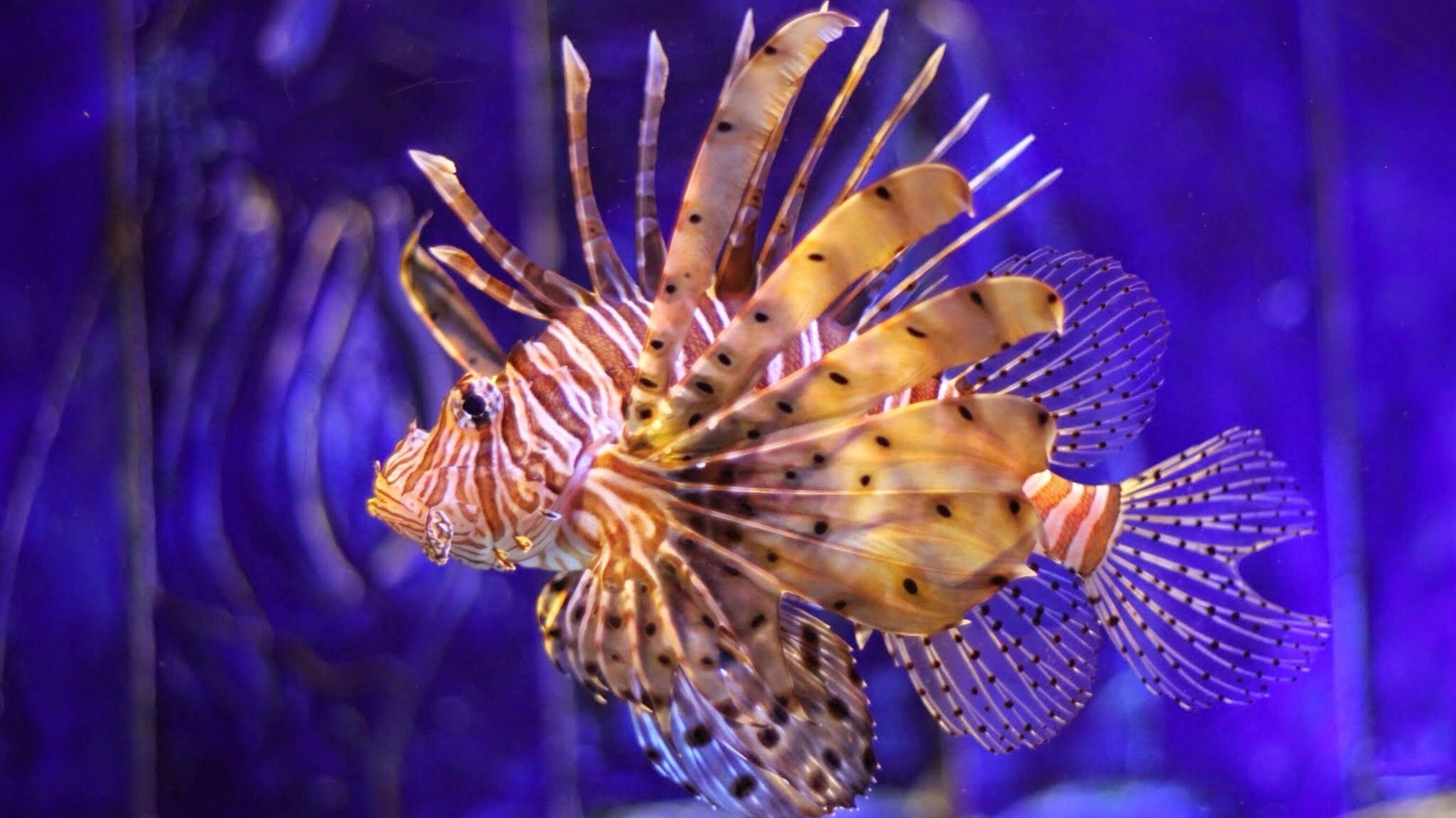 Purple Lionfish