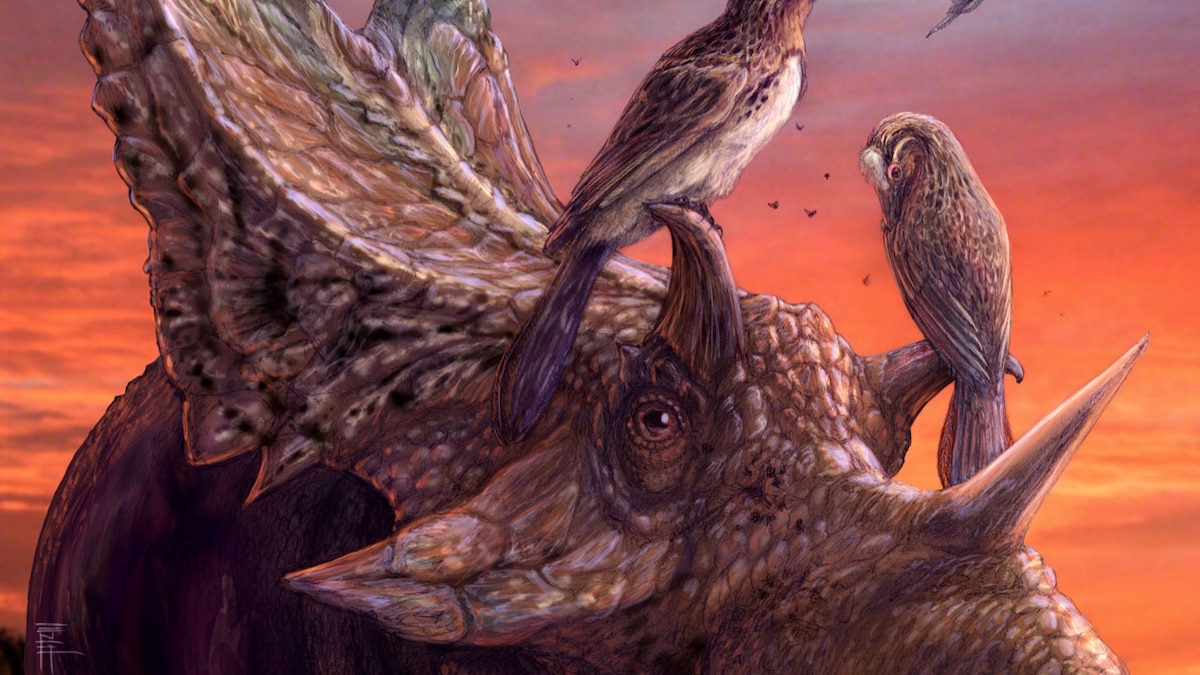 Stunningly complete fossil bird among largest in North America ...