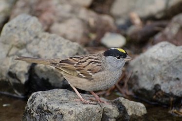 Golden-Crowned Sparrow | National Geographic