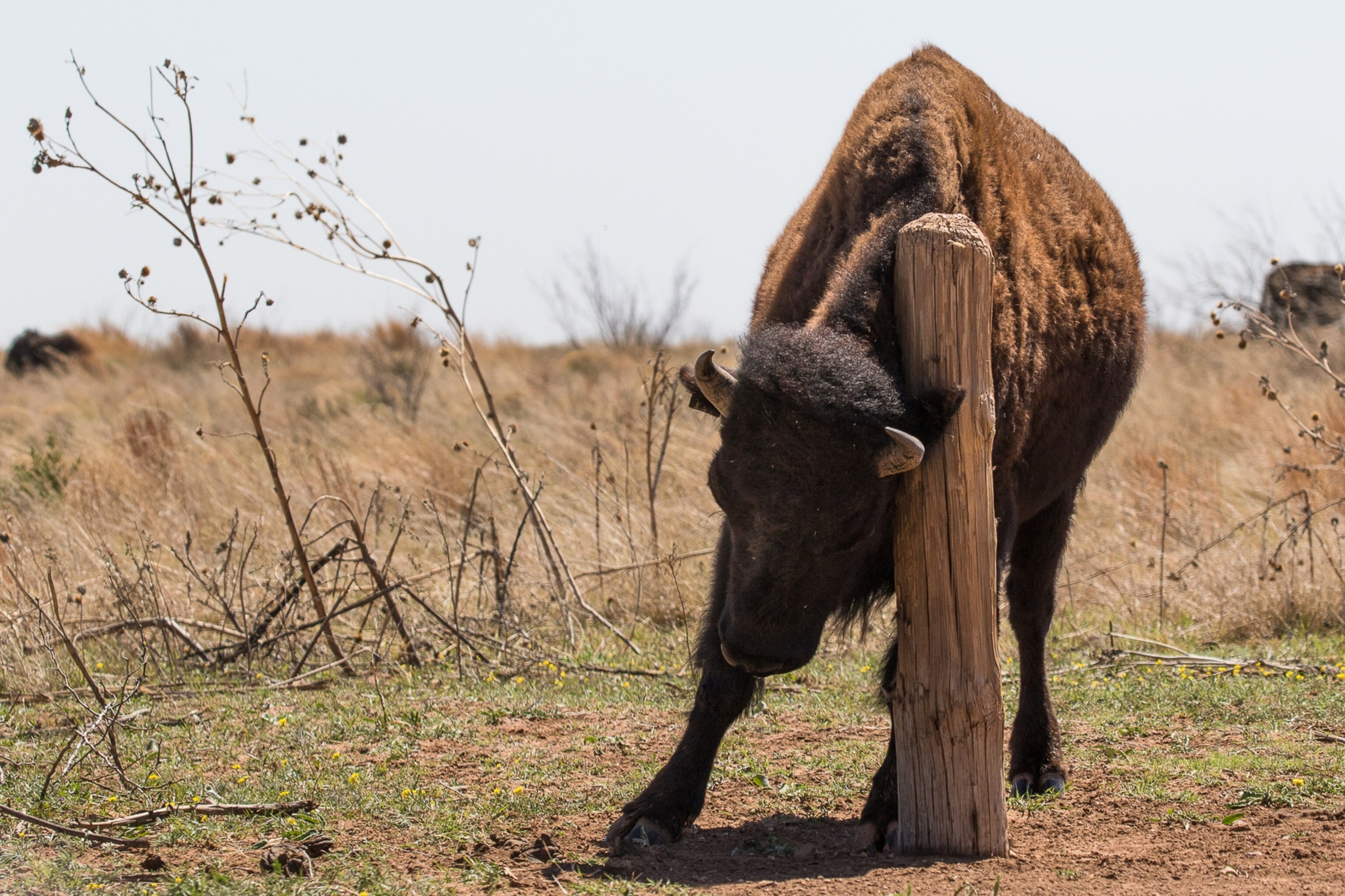 Arabian Camels Eat Cacti With Hardened Mouth Structures