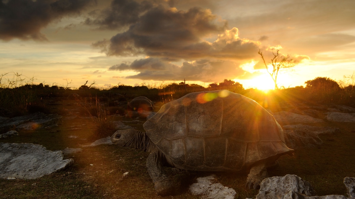 Photographing Giant Tortoises on an Island That Wants to Kill You ...