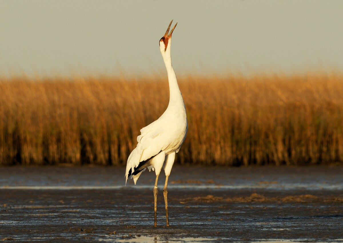 Wise Old Whooping Cranes Teach Young How to Migrate