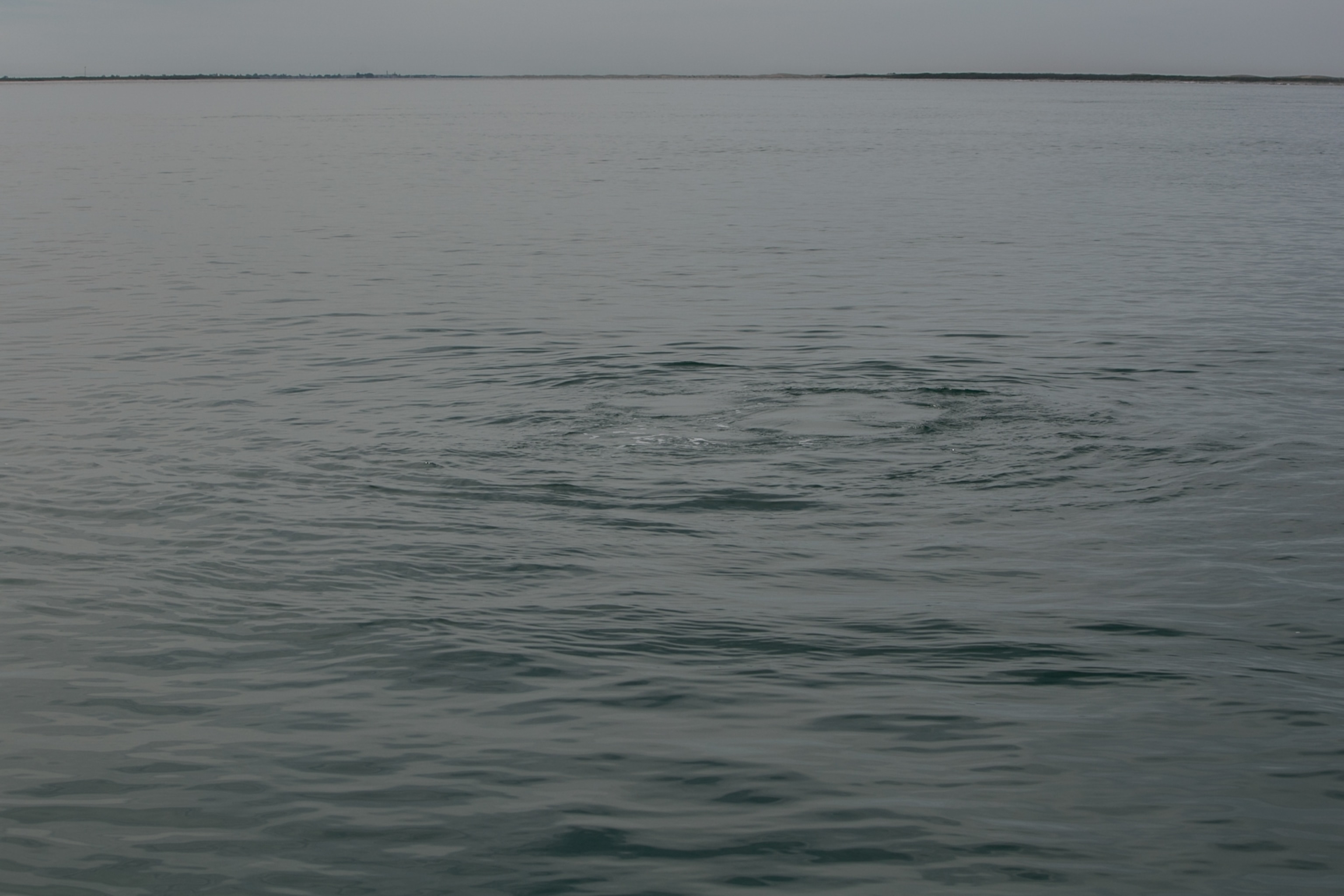 From Baja to the Arctic, scientists struggle to solve the mystery of ...