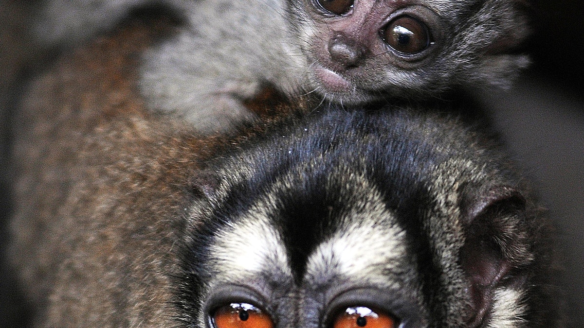 Father's Day Pictures: All-Star Animal Dads | National Geographic