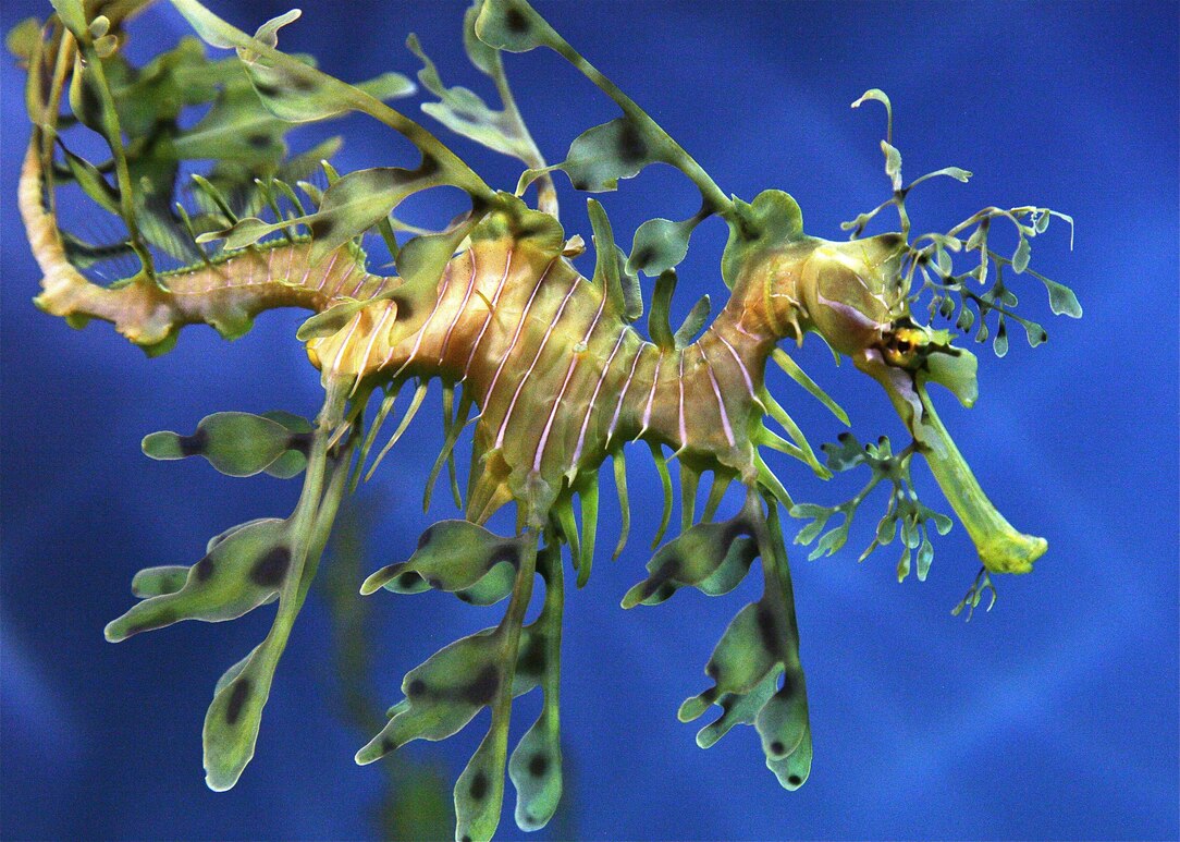Leafy Sea Dragon National Geographic The Leafy Sea Dragon 🐲🪸