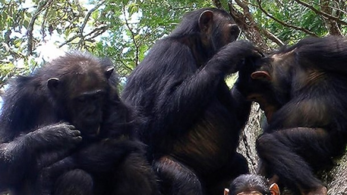 Charity of the apes – chimps spontaneously help each other | National ...