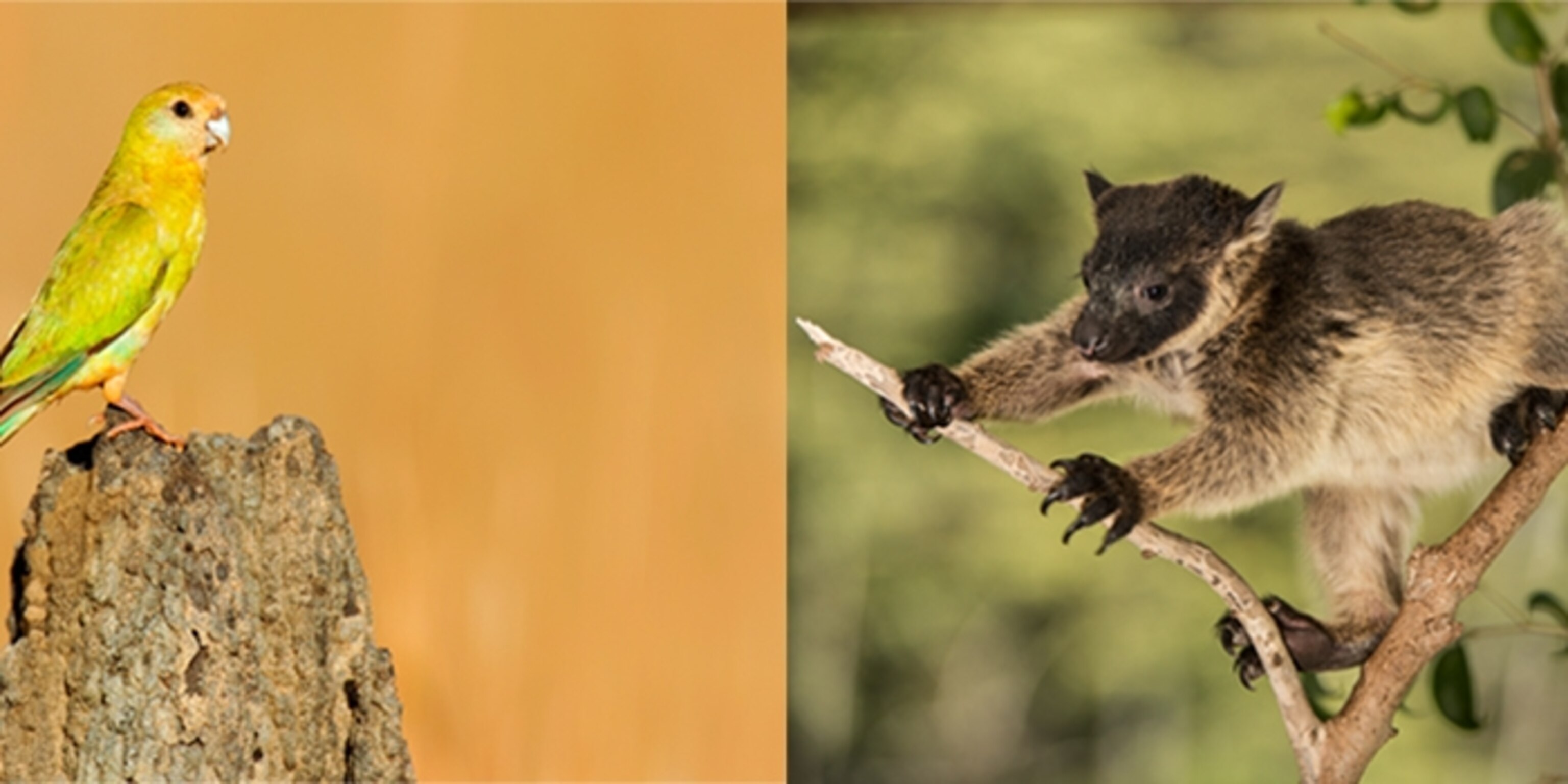 What Animals Are Likely to Go Extinct First Due to Climate Change