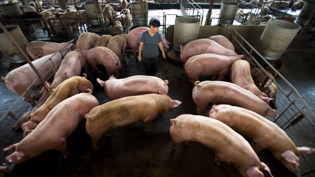 Swine Flu Virus Hiding Out in Pigs, Gaining Strength | National Geographic