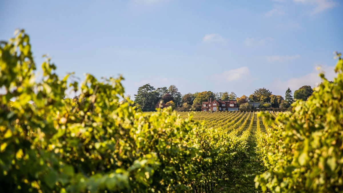 5 vineyard restaurants to visit in England | National Geographic