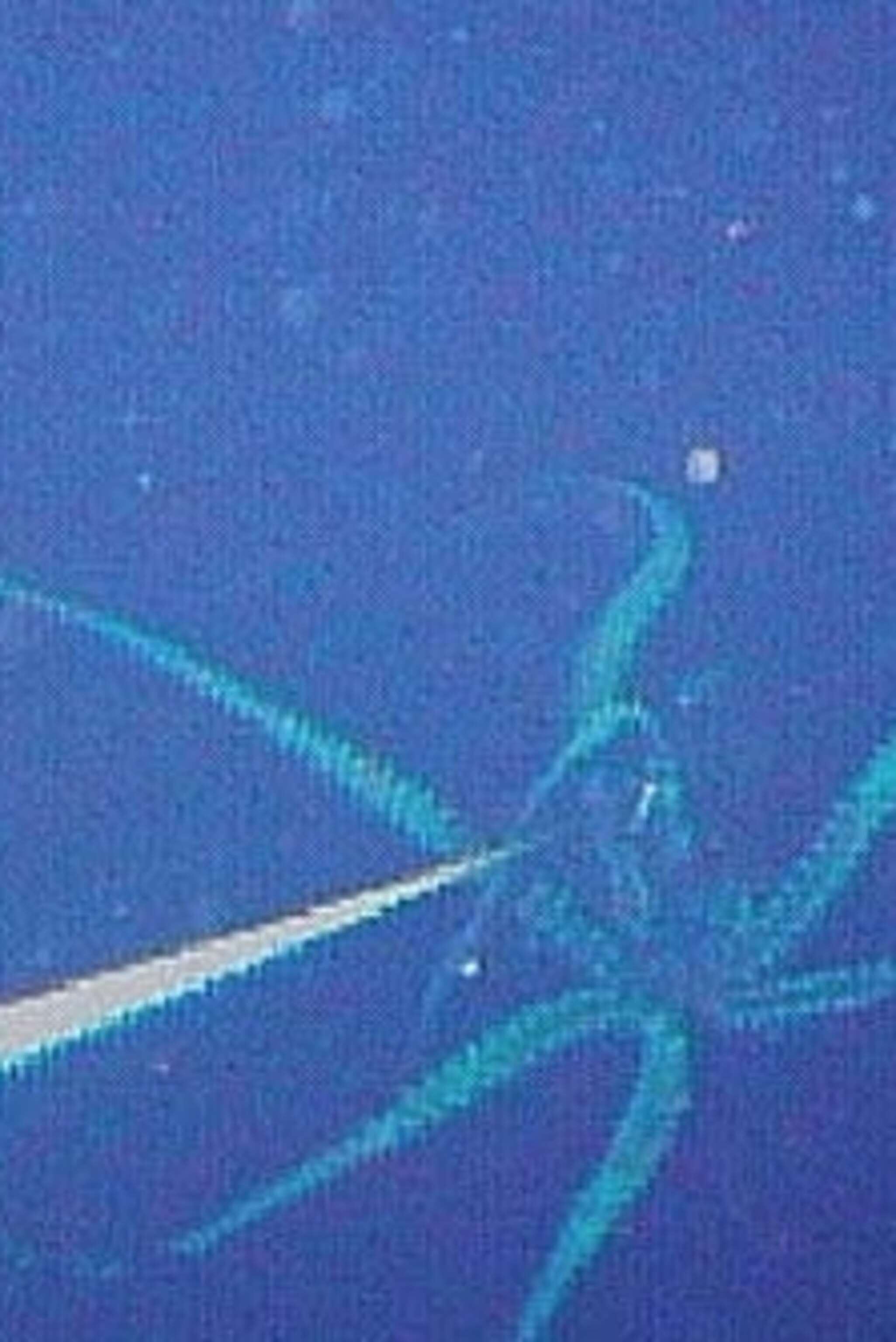 Live Giant Squid