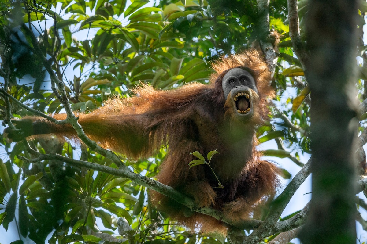 See jungle animals that survive hostile jungle environments