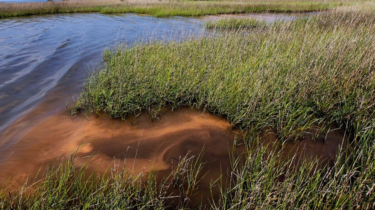 Nature Fighting Back Against Gulf Oil Spill | National Geographic