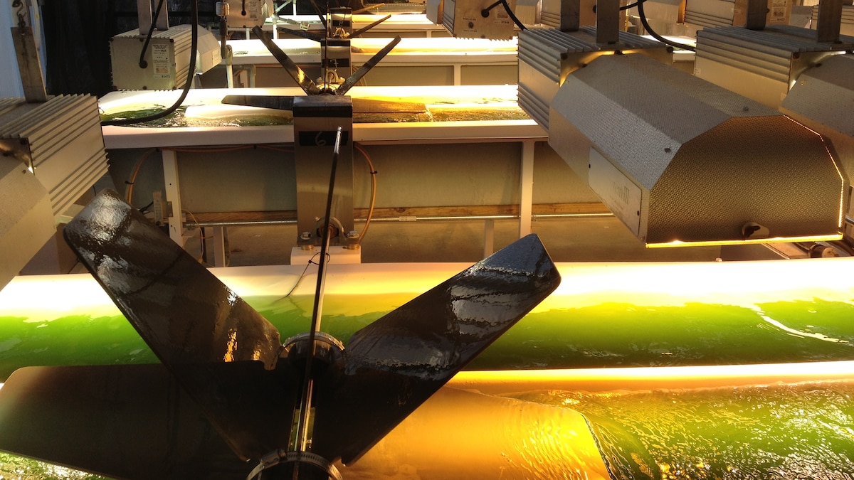 Can Algae Power the Future? | National Geographic