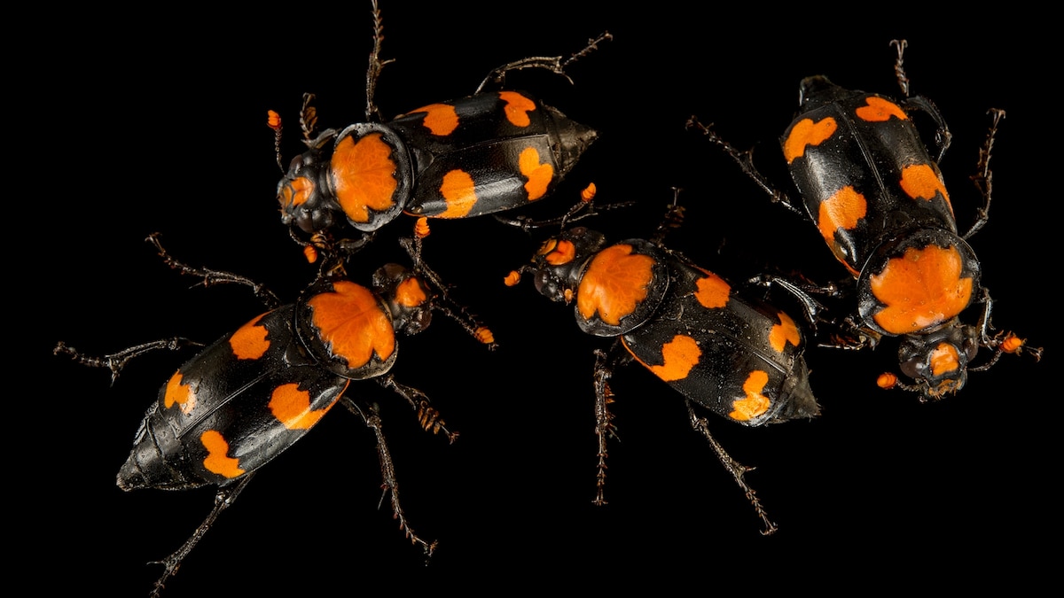 These beetles eat rotting flesh—and could unlock the next generation of ...