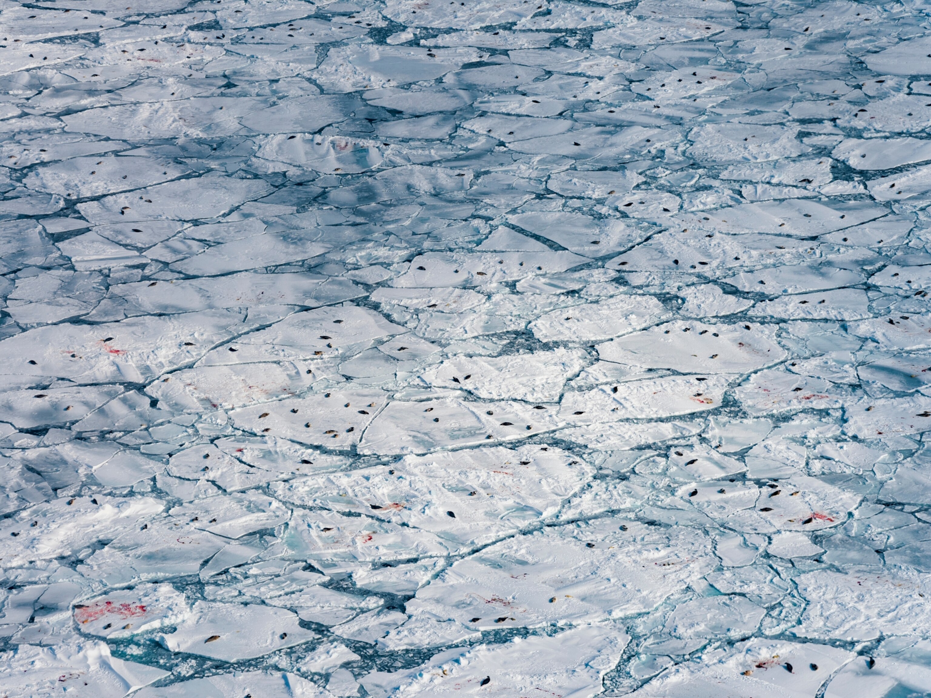 Meet the harp seal—one face of the climate crisis