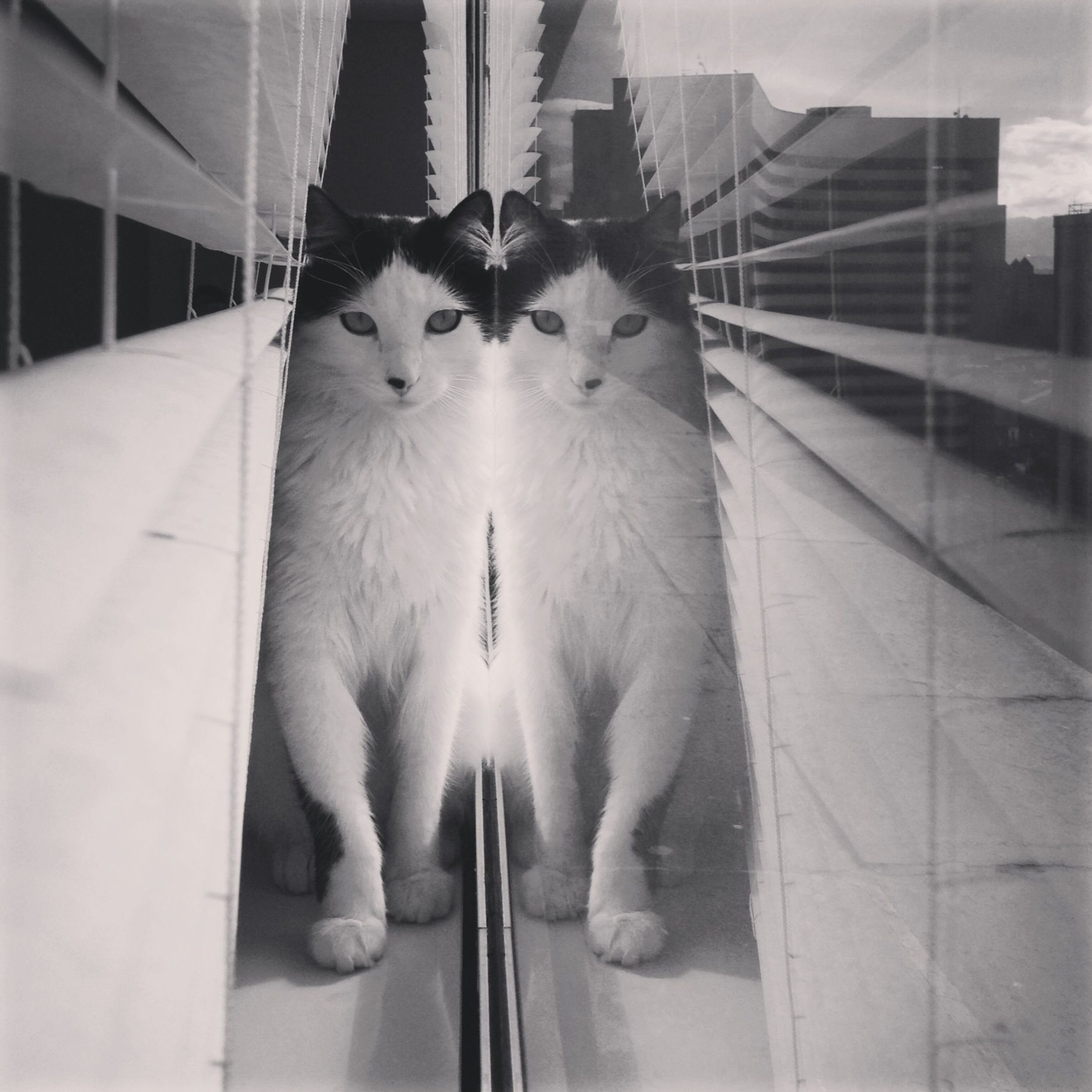 Surprising Things You Never Knew About Your Cat