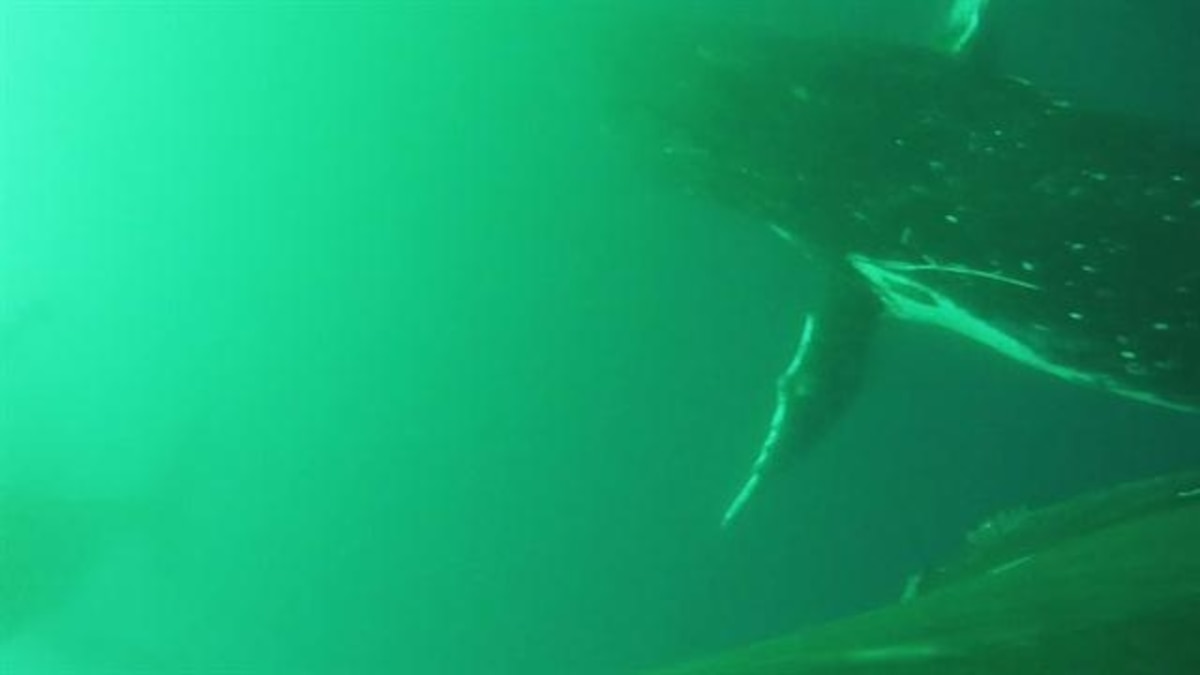 Rare Video Captures Never-Before-Seen Whale Behavior | National Geographic
