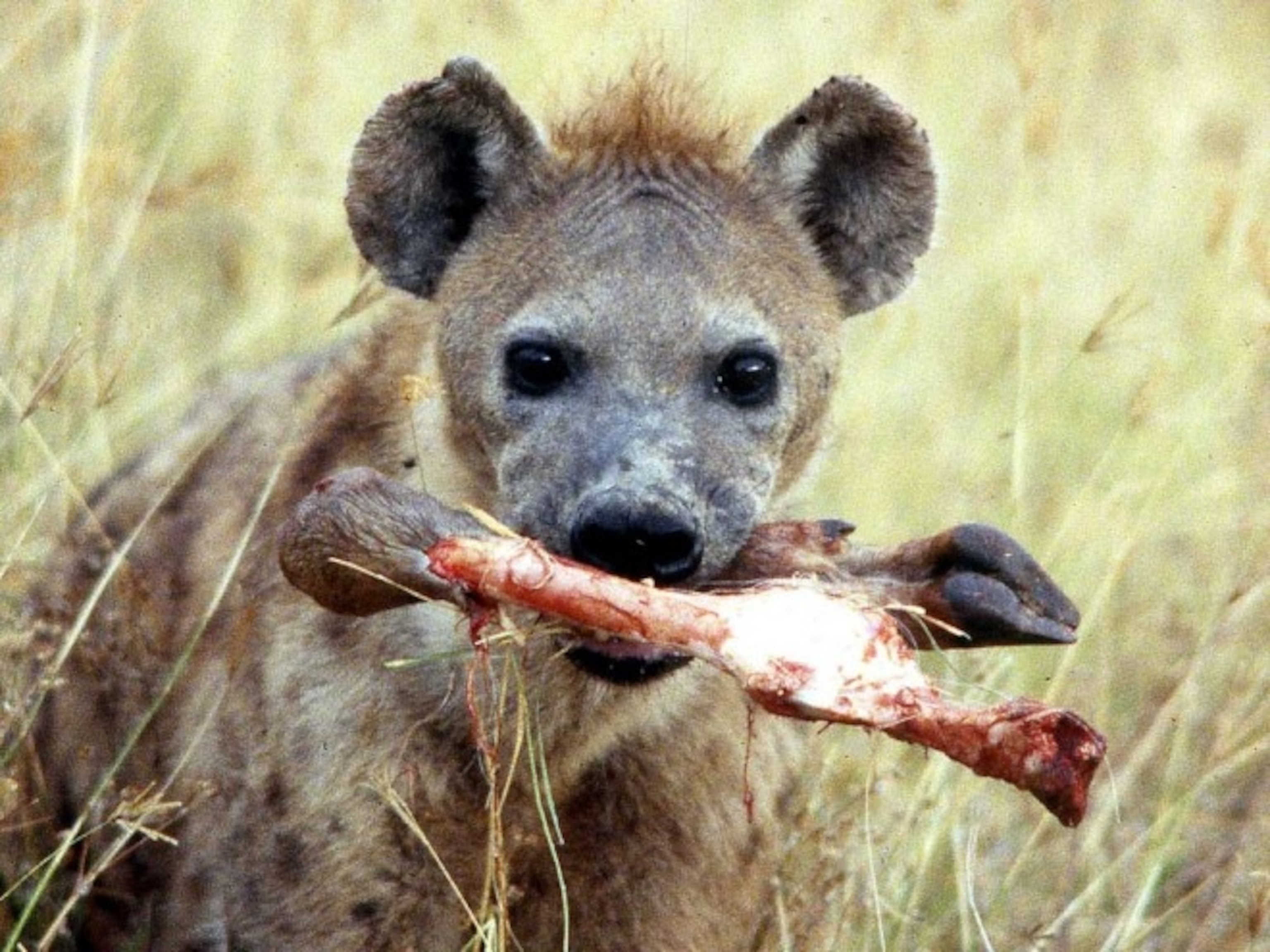 Repost: The Hyena Who Saw the Canyon