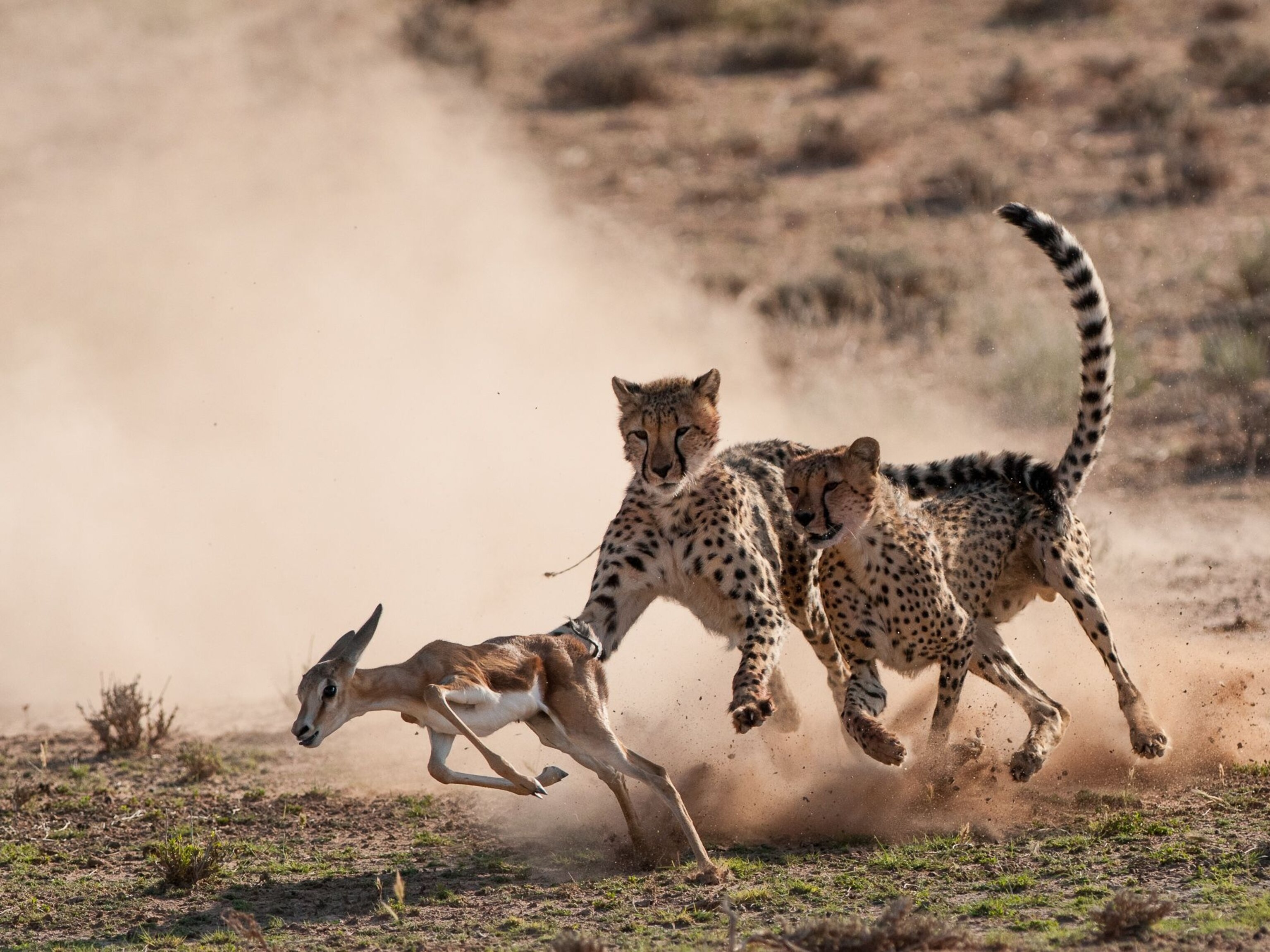 Cheetah-Dog Friendship Isn't As Strange As It Sounds