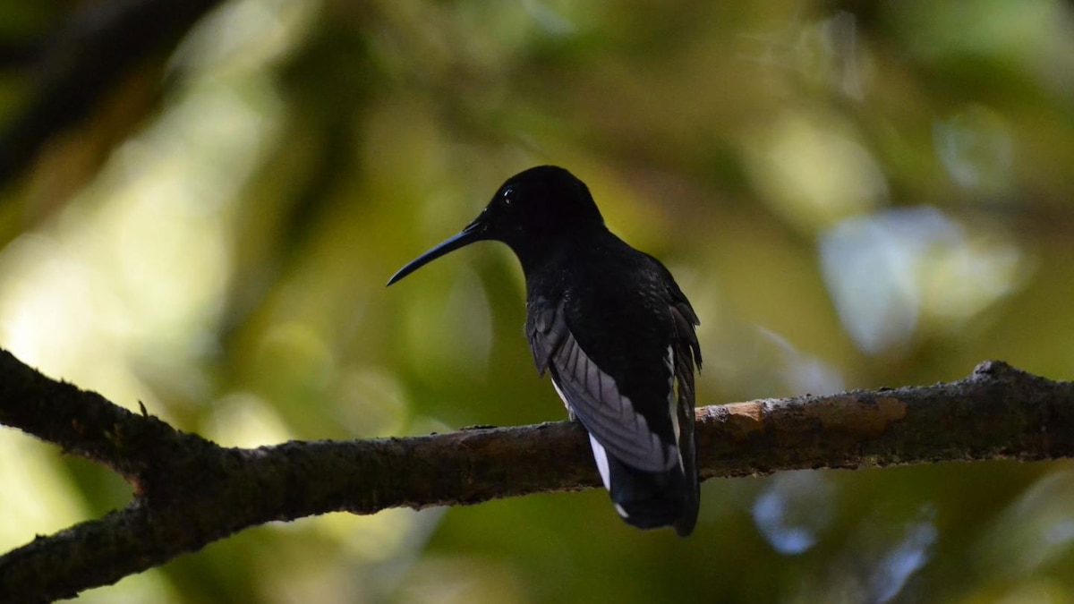 Brazilian Hummingbird Makes the Highest-Pitched Call Of Any Bird ...