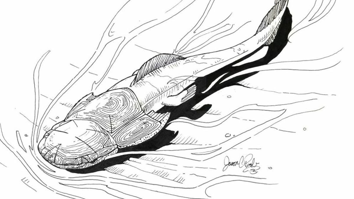 Peeling a Fish from Stone | National Geographic