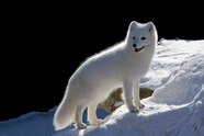 Meet The Beautiful Arctic Fox The Hardiest Of All The Arctic Animals Meet The Beautiful Arctic Fox The Hardiest Of All The Arctic Animals