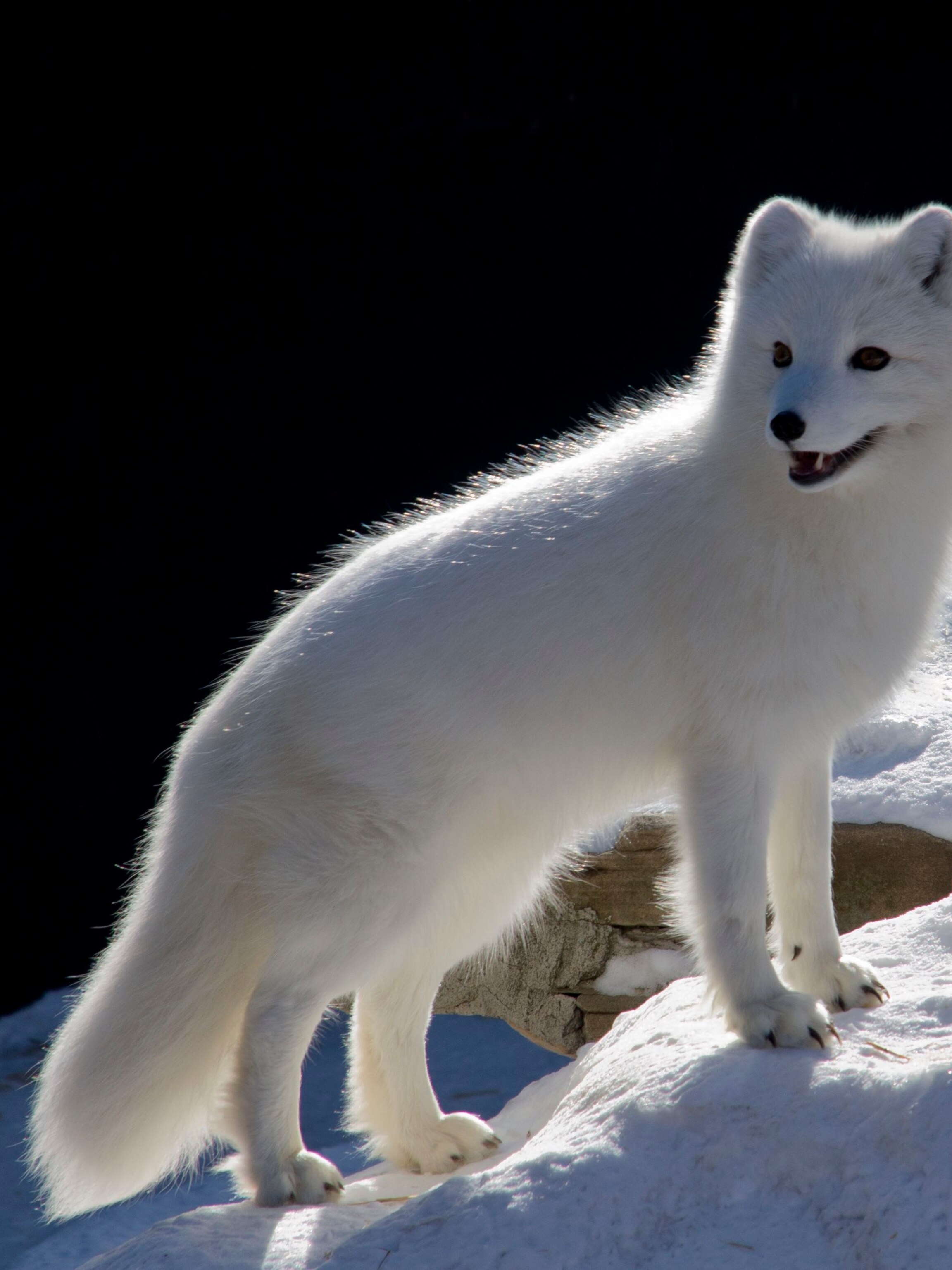 Arctic Tundra Arctic Fox