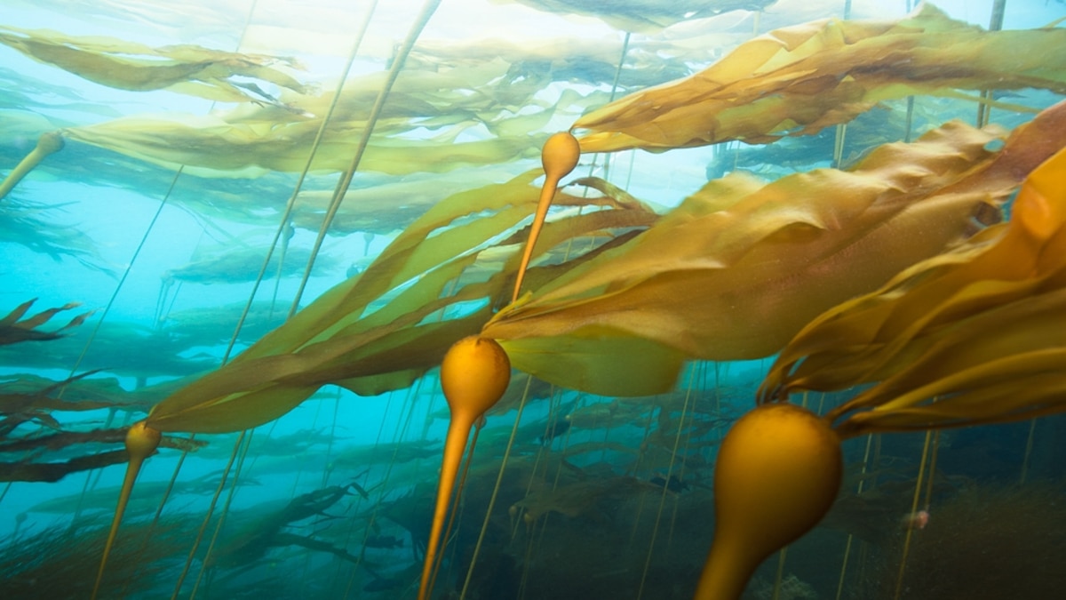 Biomimicry Pictures: Nature Yields New Ideas for Renewable Energy and ...