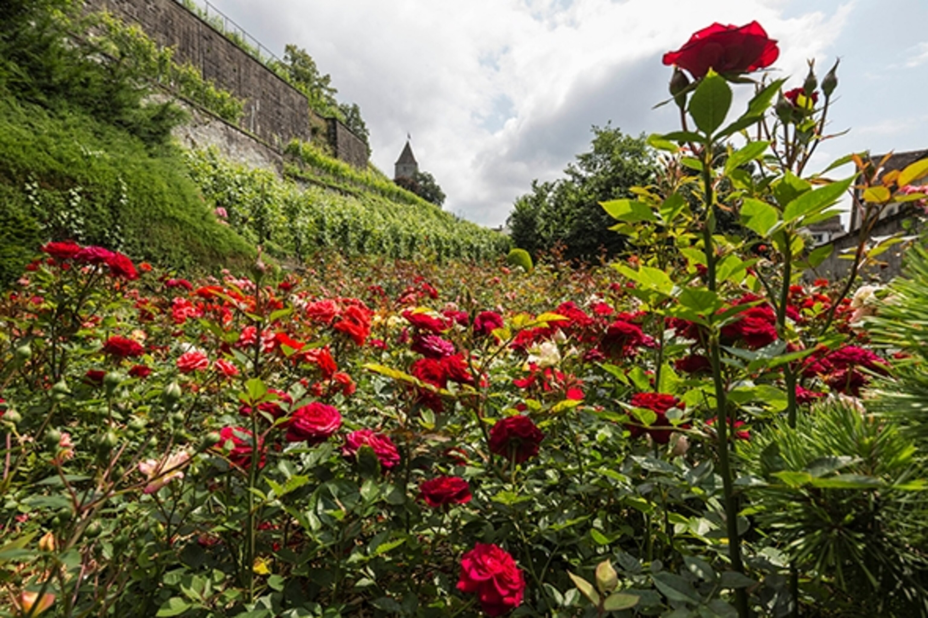 Ana Maria’s Zurich