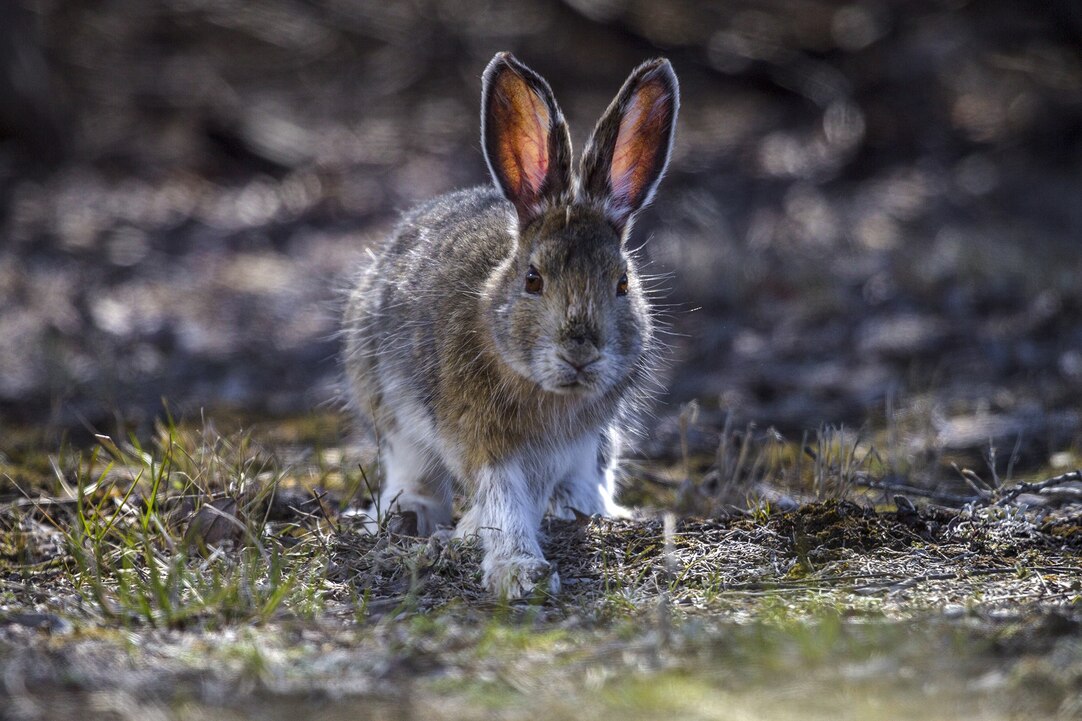Lepus Americanus