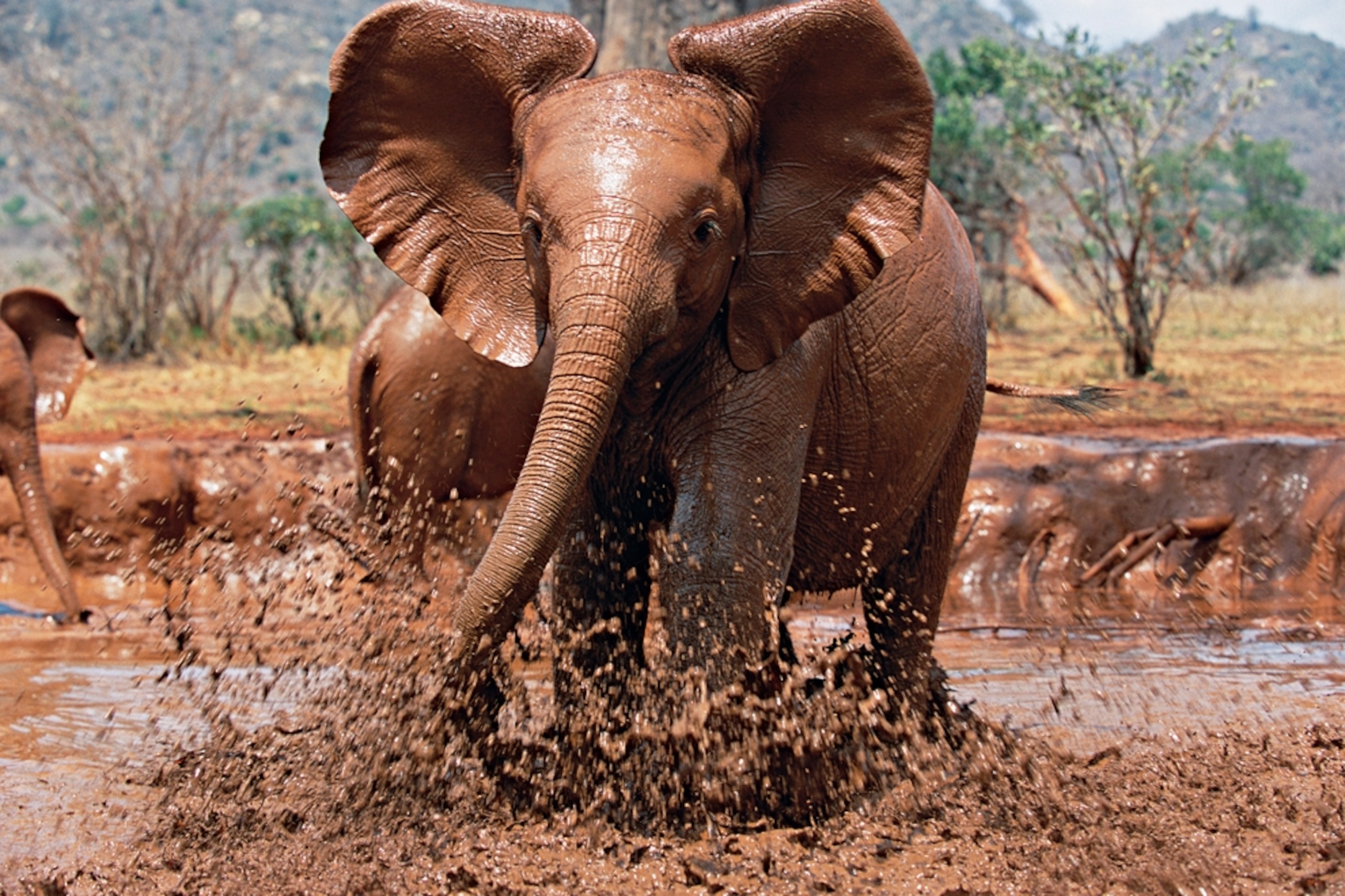 Animal Father Pictures - Animal Wallpapers - National Geographic