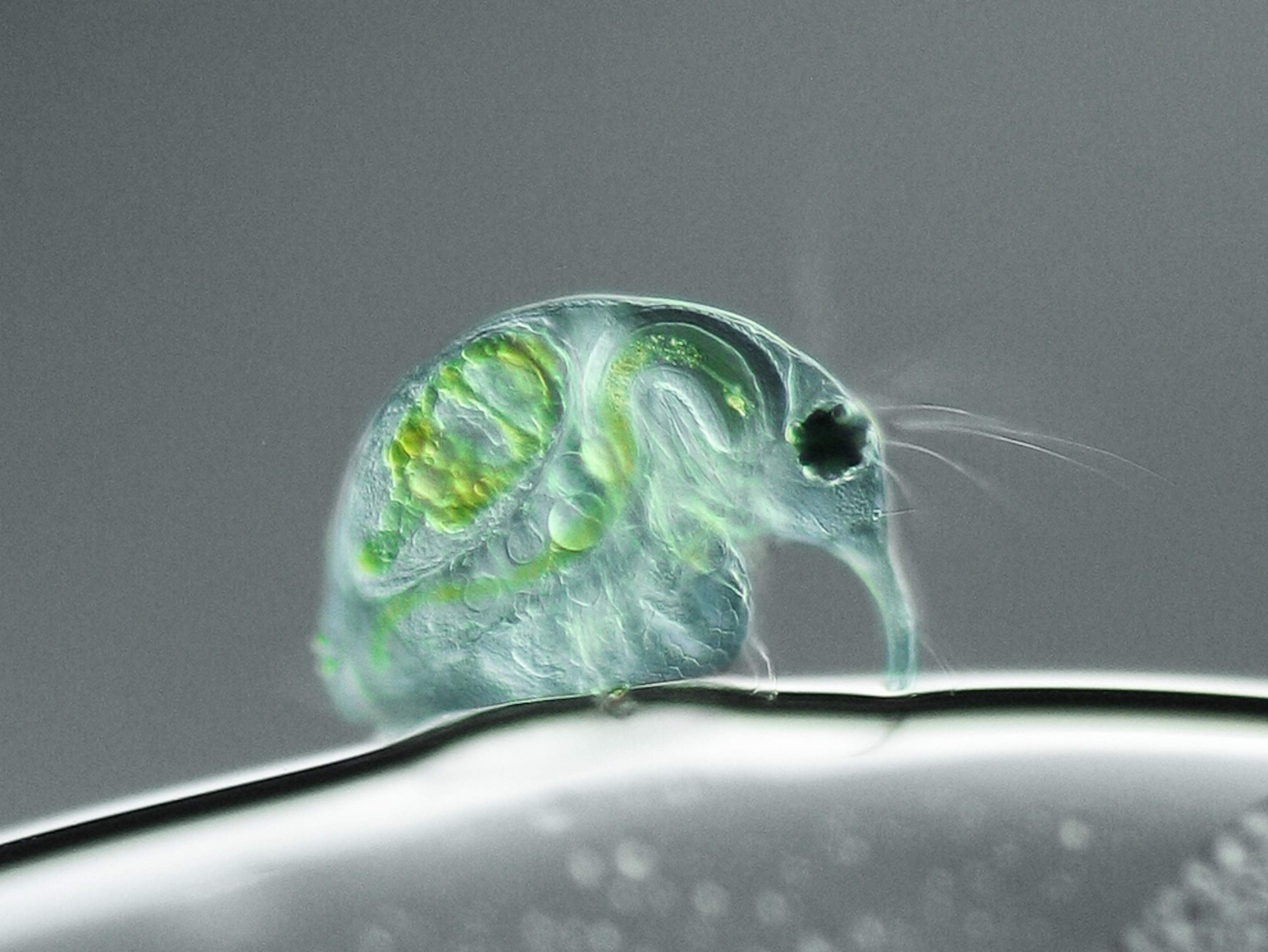 Pictures: Best Micro-Photos of 2011