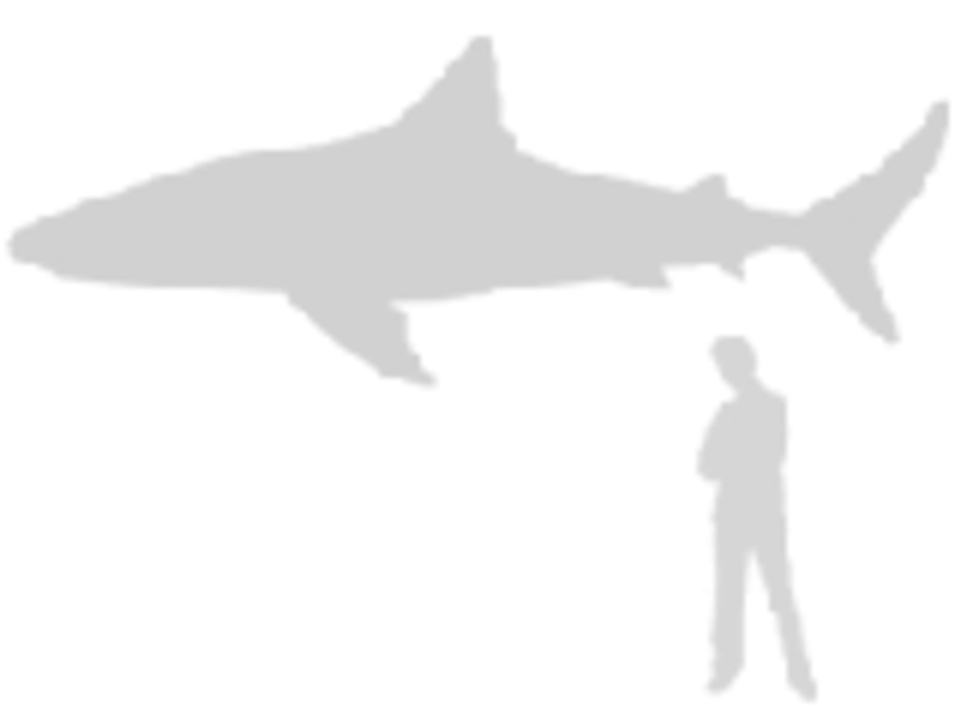 Tiger Shark Silhouette