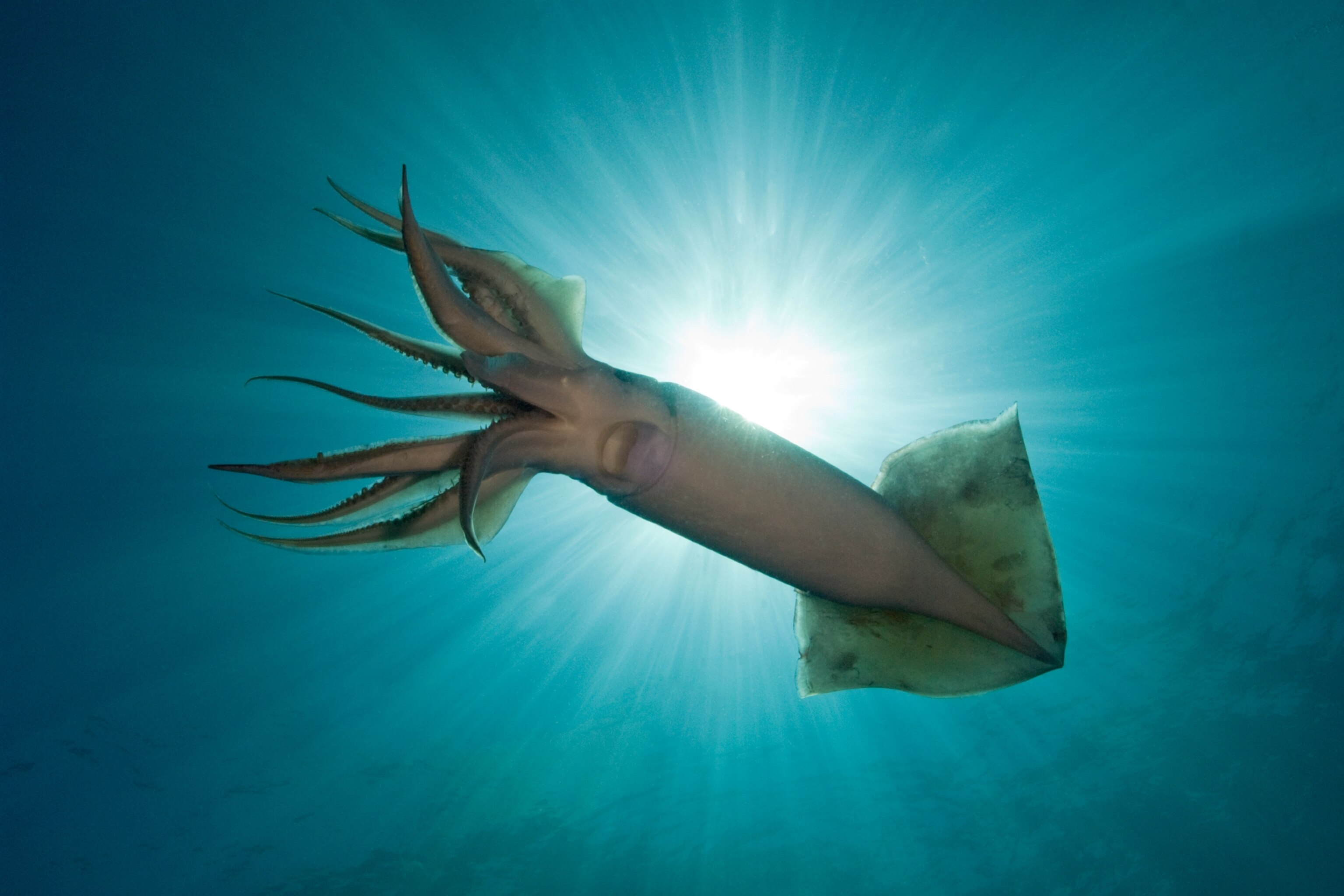 Oceans Are Losing Oxygen—and Becoming More Hostile to Life