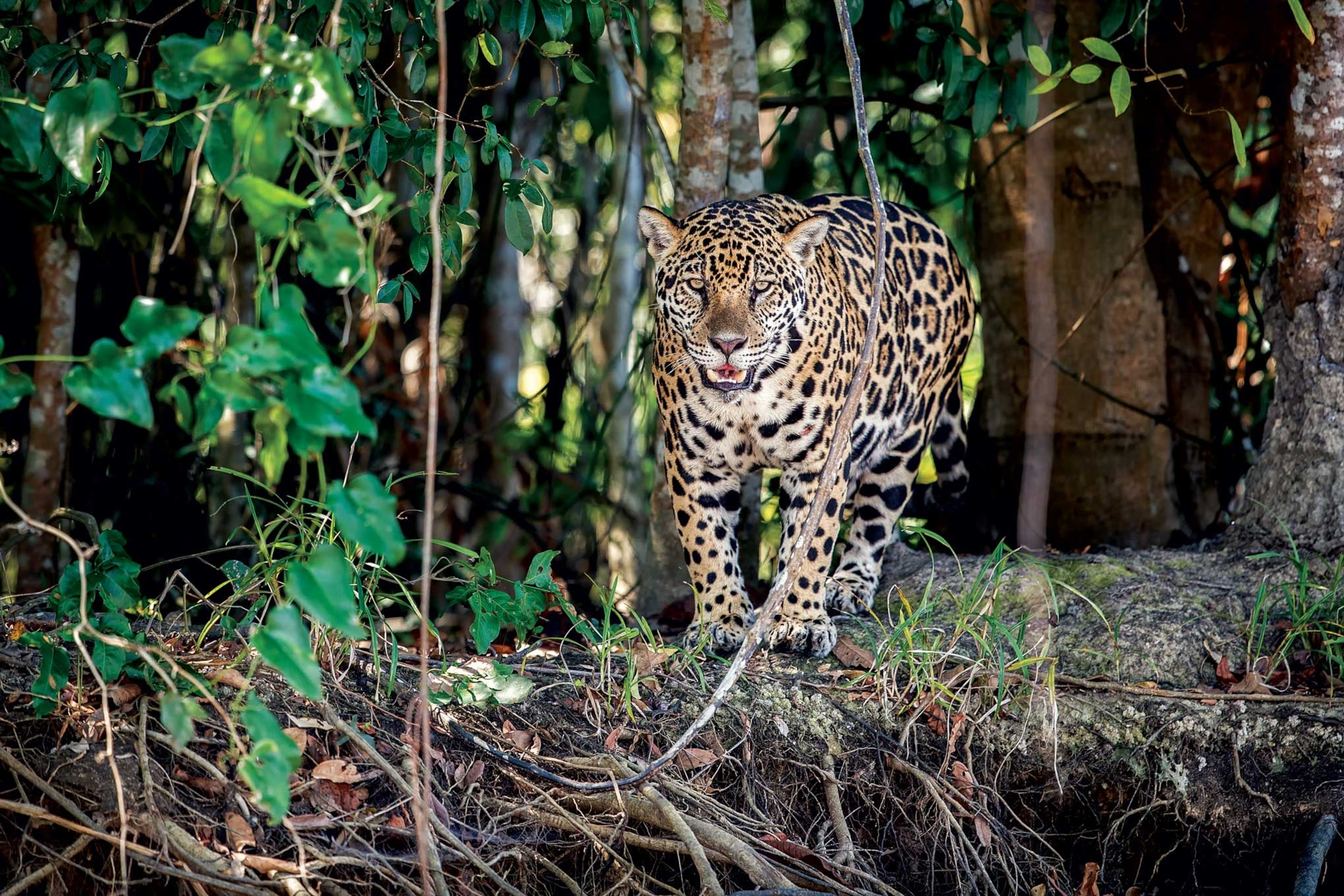 Jaguars were the divine felines of the ancient Americas