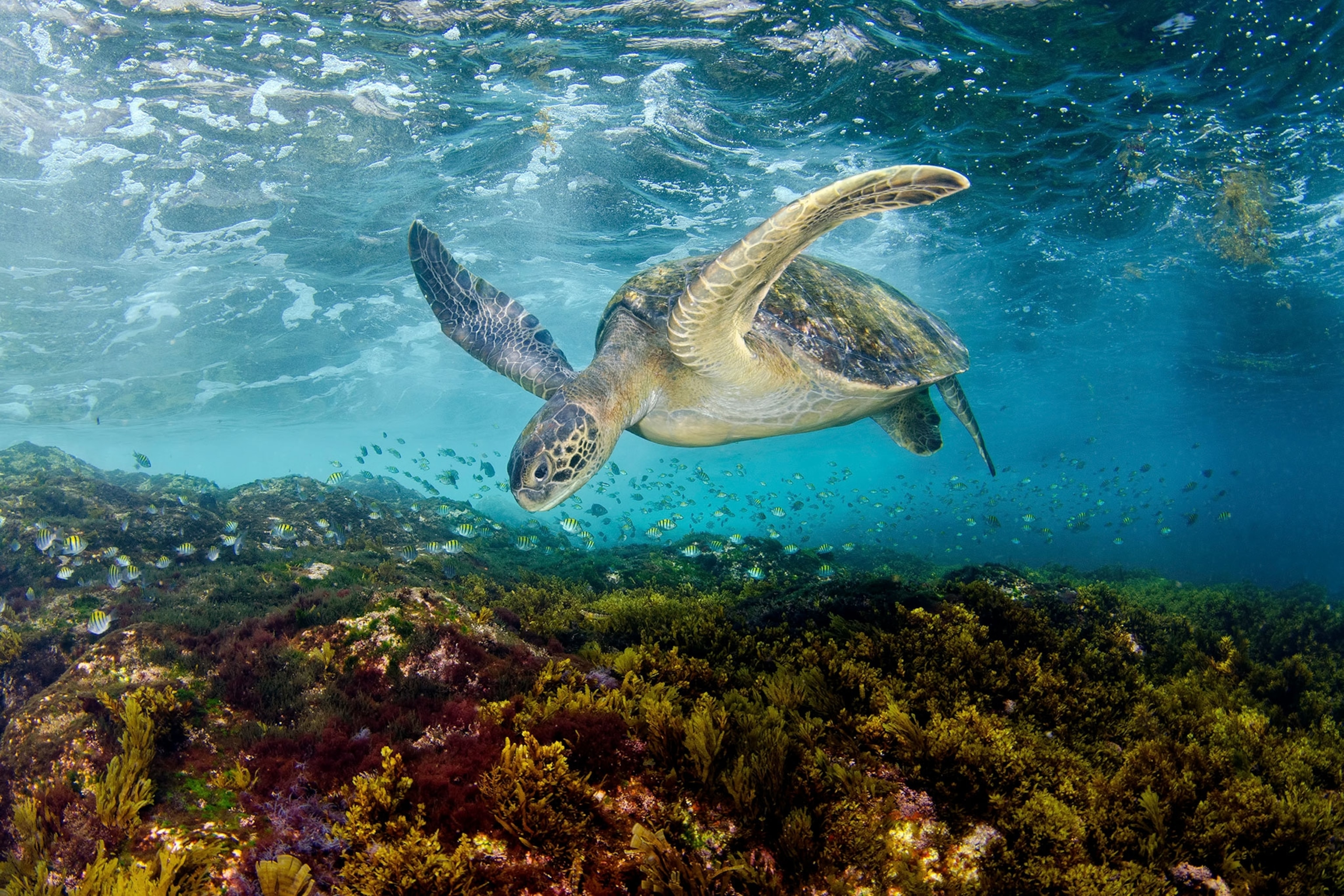 Nature Photographer of the Year: 27 Underwater Pictures of Ocean Life