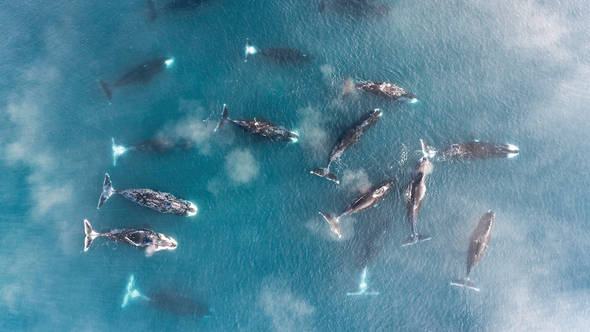 The ice that once saved bowhead whales is vanishing beneath them ...